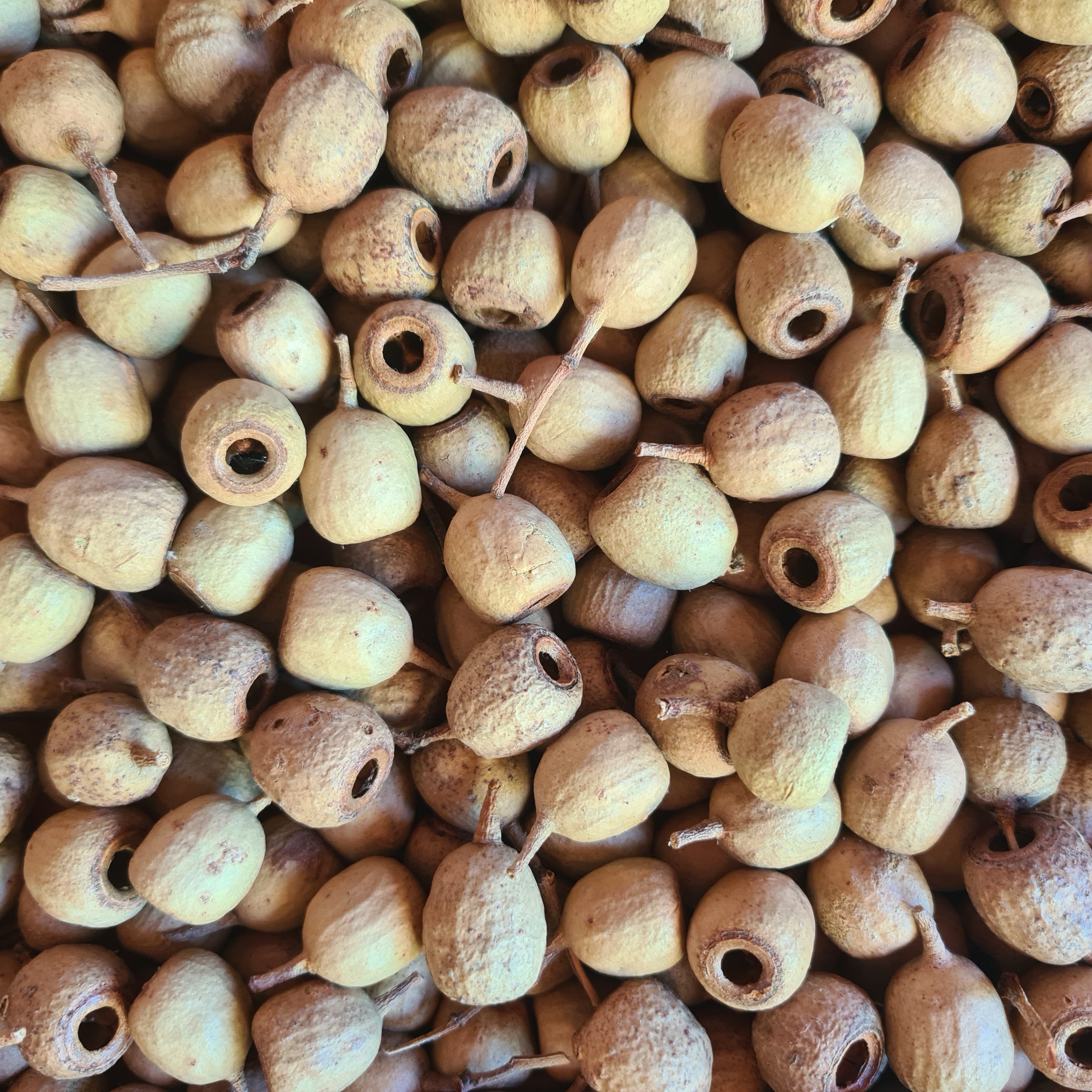 Jarrah Seed Pods – FishBits
