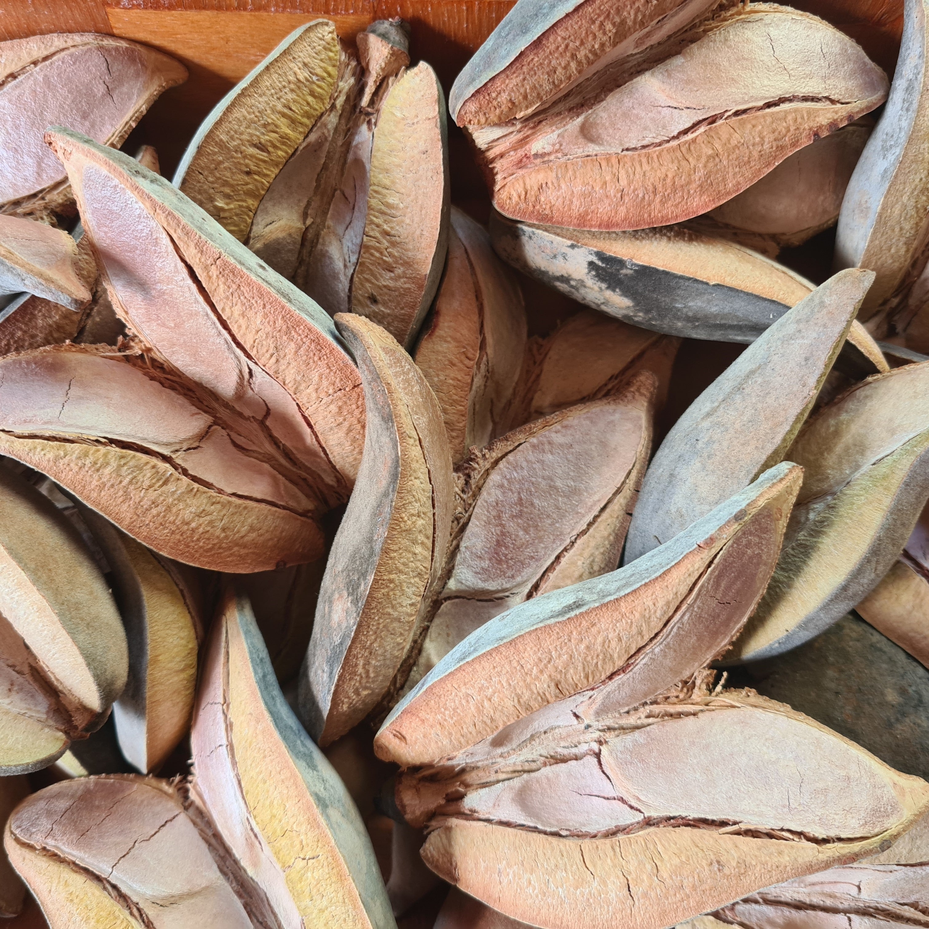 Woody Pear Seed Pods – FishBits